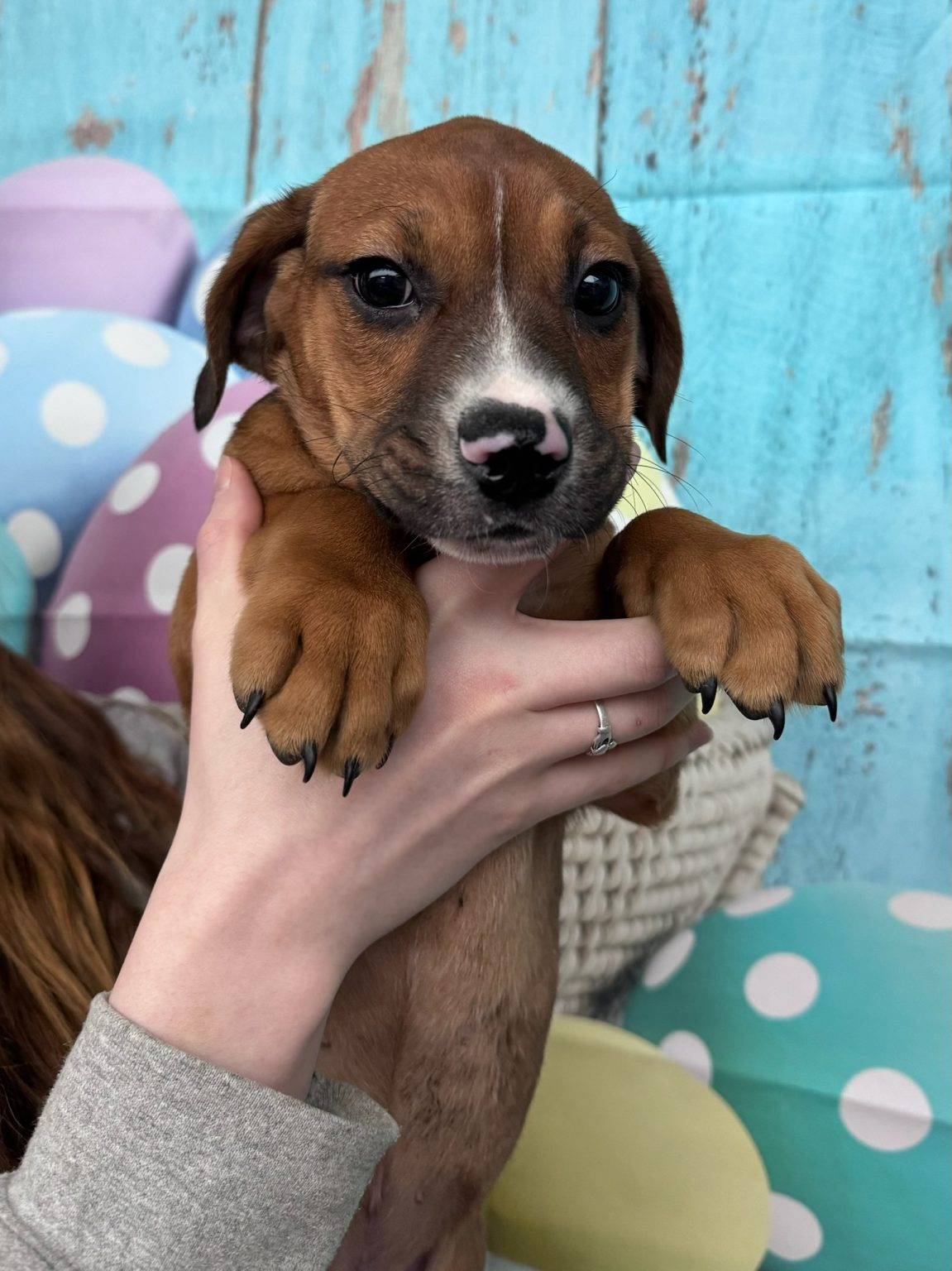 Beagle/ Bulldog Mix | CTDoghouse