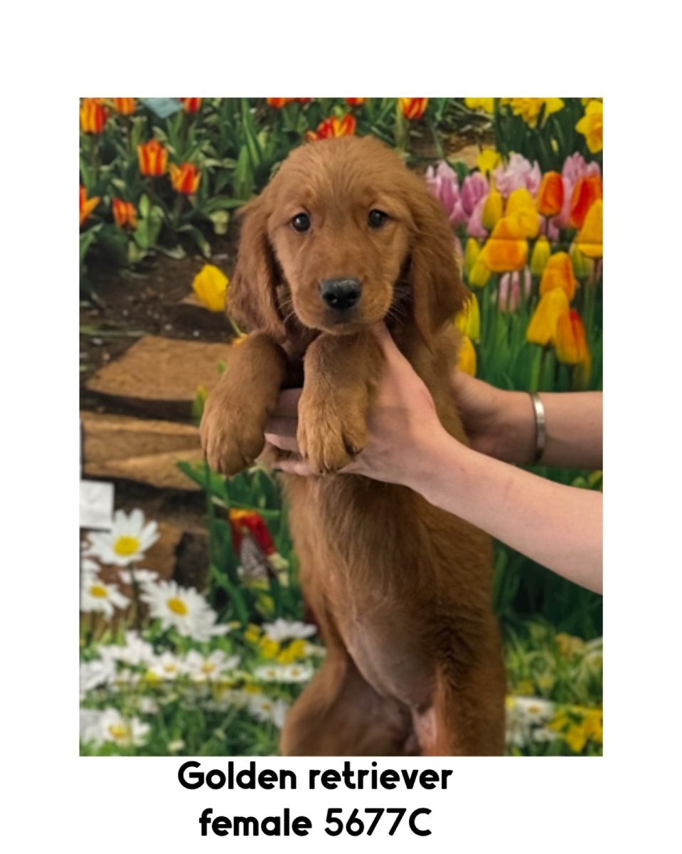 Shop Purebred Puppies | Online Dog Store | Homebound Pups