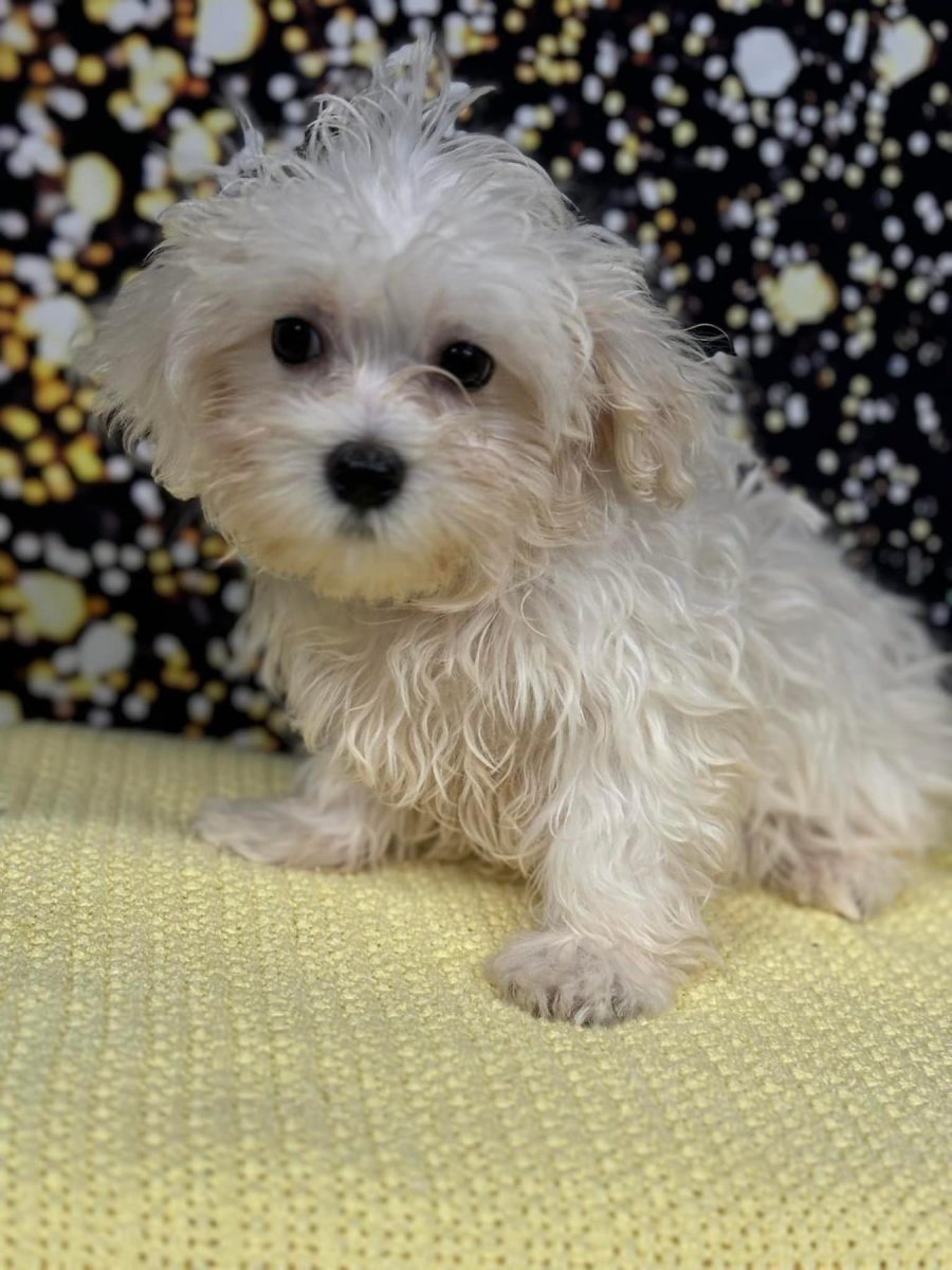 Shop Purebred Puppies | Online Dog Store | Homebound Pups